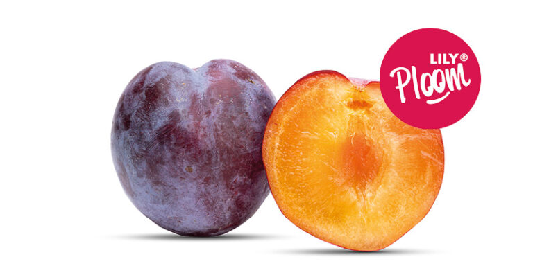 Prunes - Vergers Cancel